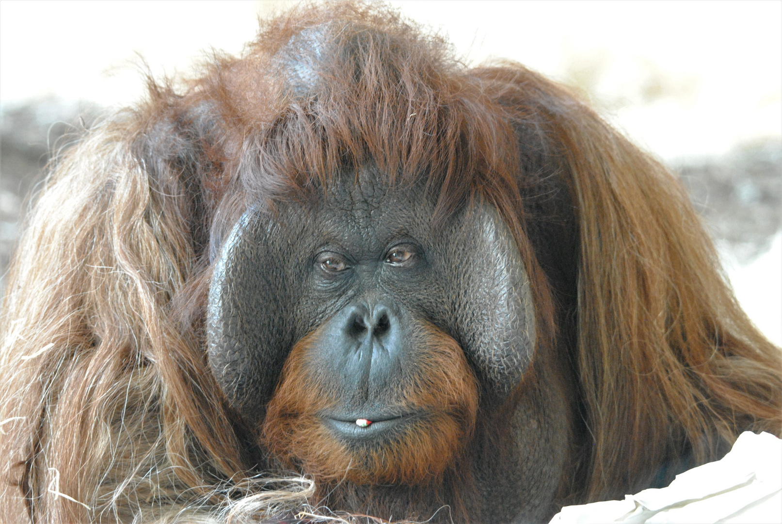 Was ist los Foto & Bild | tiere, zoo, wildpark & falknerei, säugetiere ... Was ist los Foto & Bild | tiere, zoo, wildpark & falknerei, säugetiere ...