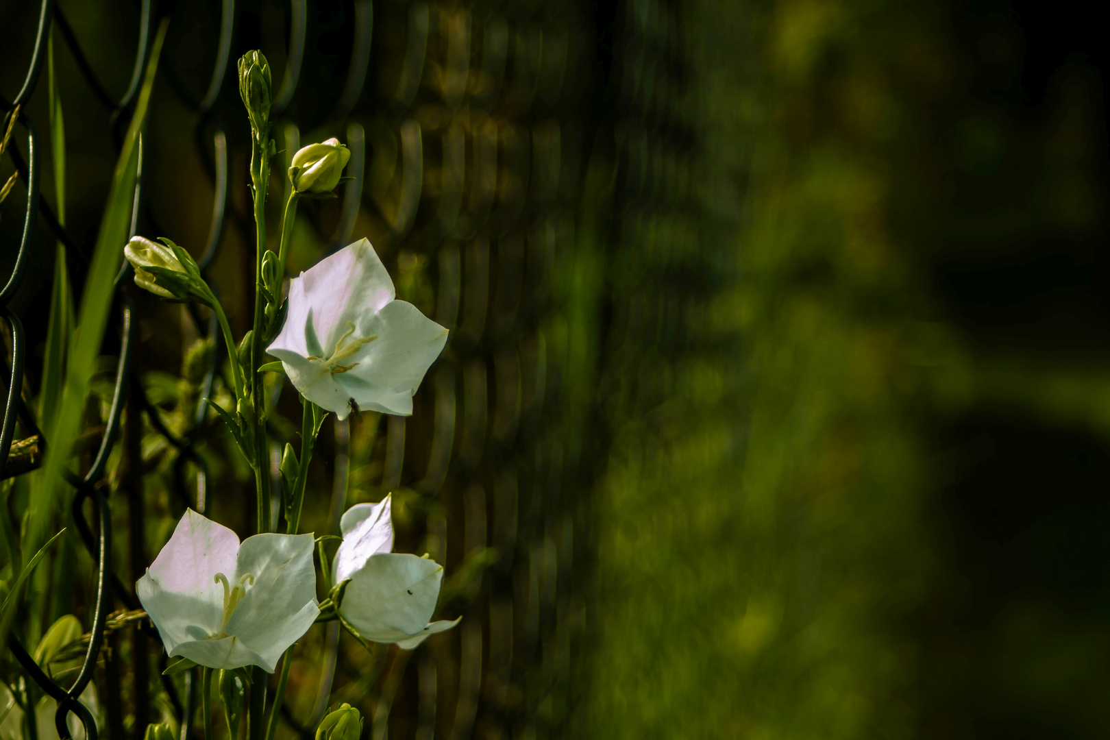 "Was macht die Winde..." Foto & Bild | zaun, natur, pflanzen Bilder auf ...