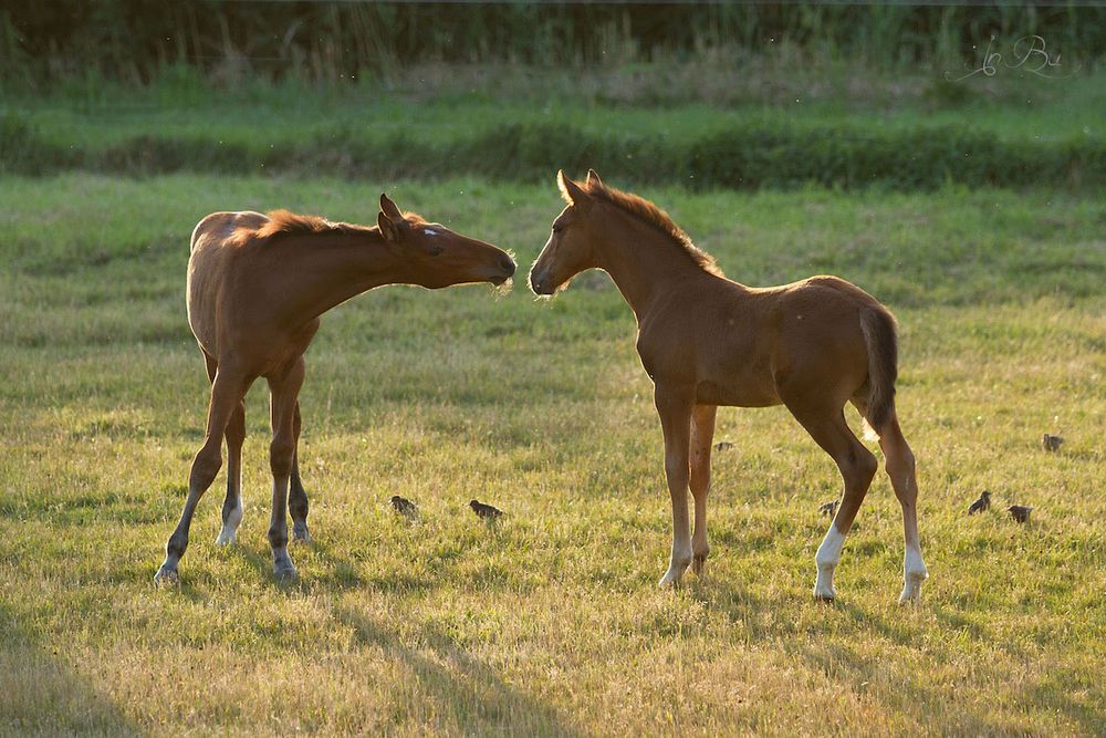 Was meinst du, wollen wir spielen? Foto & Bild | tiere, haustiere ...
