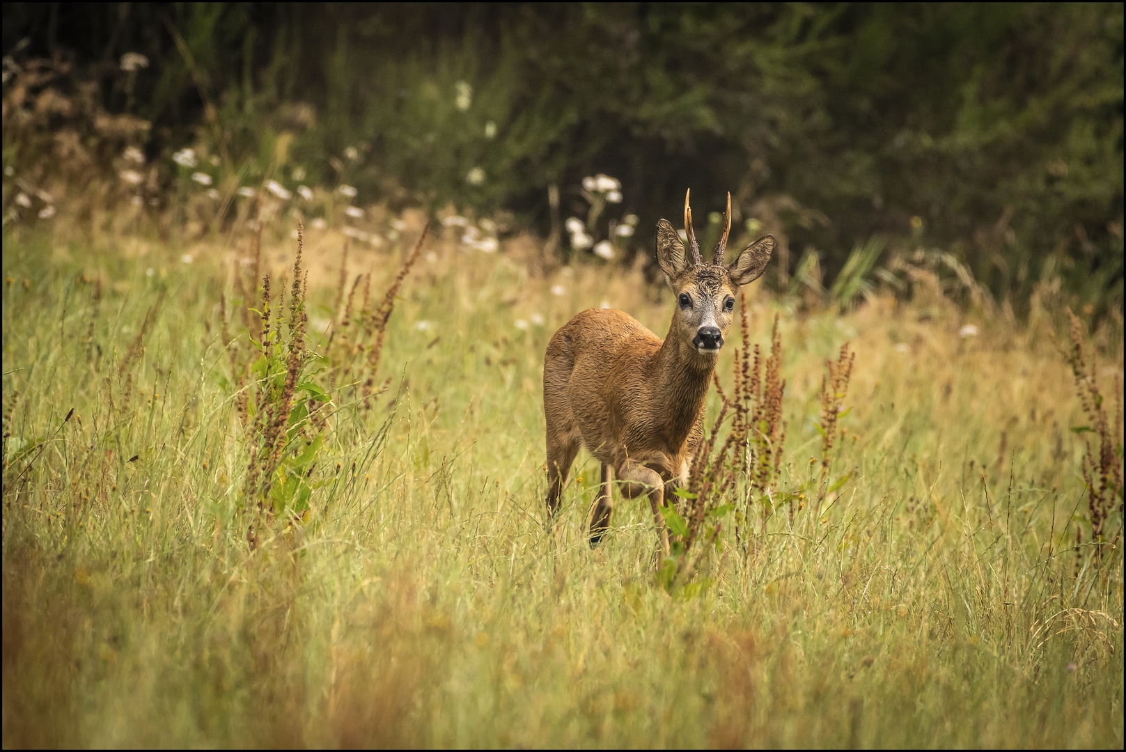 Was nu? ... ...Nachsehen... Foto & Bild | natur, tiere, wildlife Bilder ...
