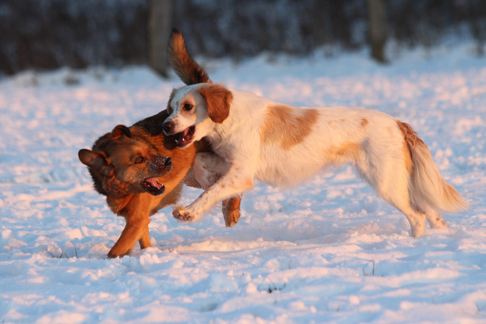 Was Sich Liebt Das Neckt Sich Foto And Bild Tiere Haustiere Hunde Bilder Auf Fotocommunity