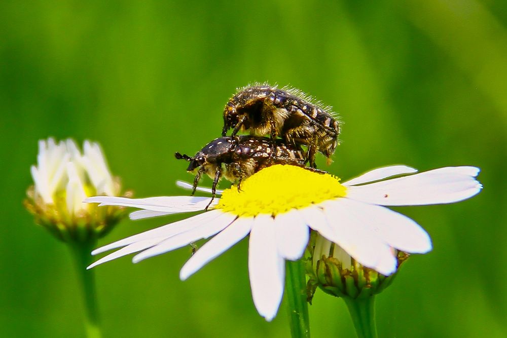 Was sie da machen, kann ich mir denken - aber wer sind sie ? Foto ...