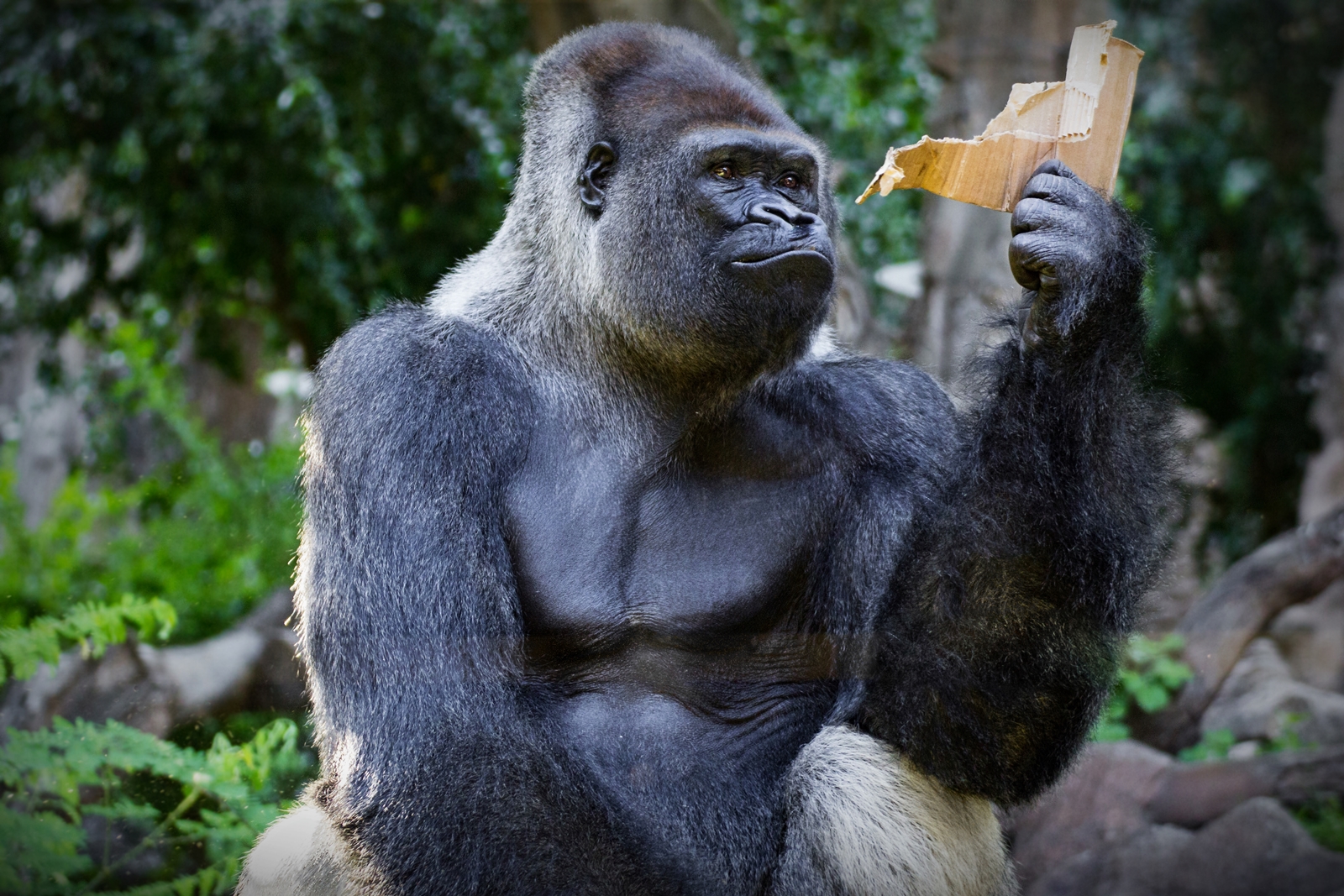 Was steht hier: "NICHT ESSBAR" Foto & Bild | park, spain, world Bilder ...