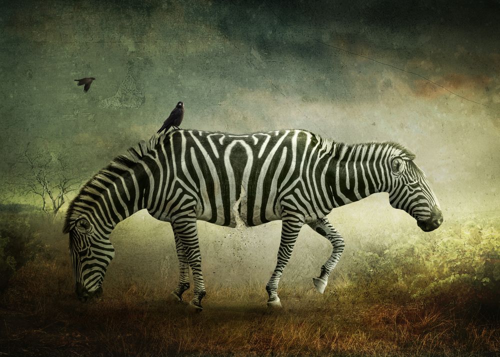 Was tun...? Foto & Bild | fotomontage, surreal, composing Bilder auf fotocommunity