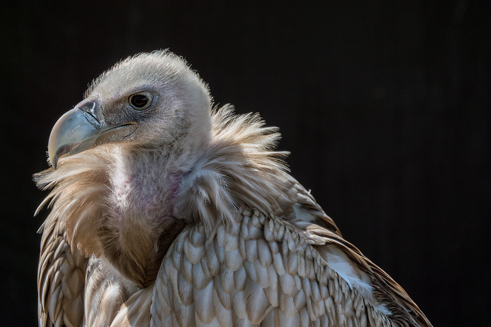 was zum Geier Foto & Bild | tiere, zoo, wildpark & falknerei, vögel ...