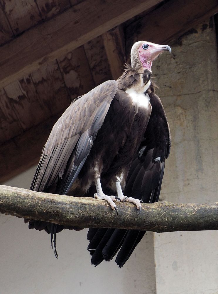Was zum Geier ..... Foto & Bild | fotos, natur, vogel Bilder auf ...