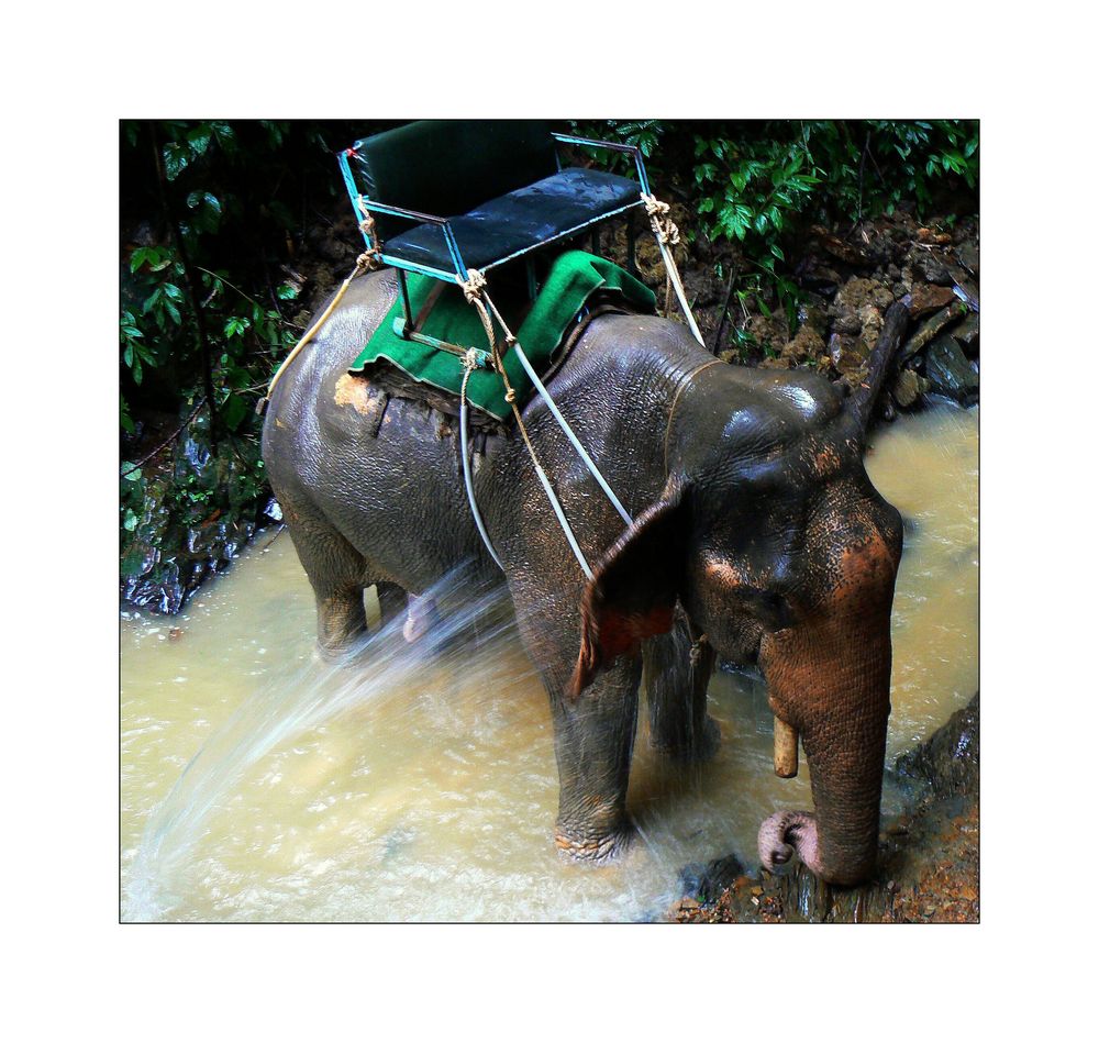 - Wasana Elephant Camp II - Foto & Bild | asia, thailand, southeast ...