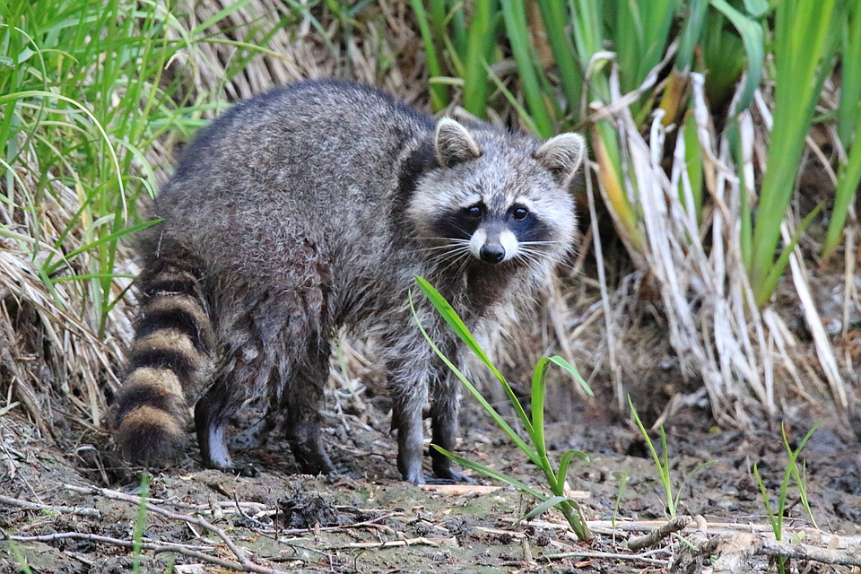 Waschbär Foto & Bild | natur, tiere, wildlife Bilder auf fotocommunity