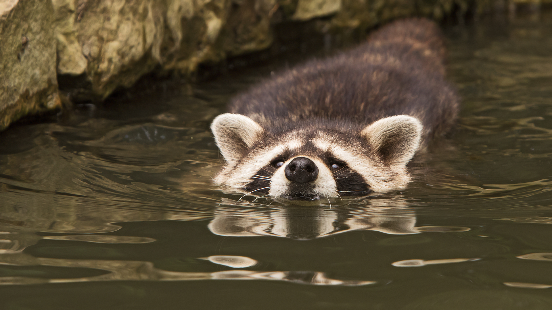 Waschbär Foto & Bild | landschaft, lebensräume, wasser Bilder auf ...