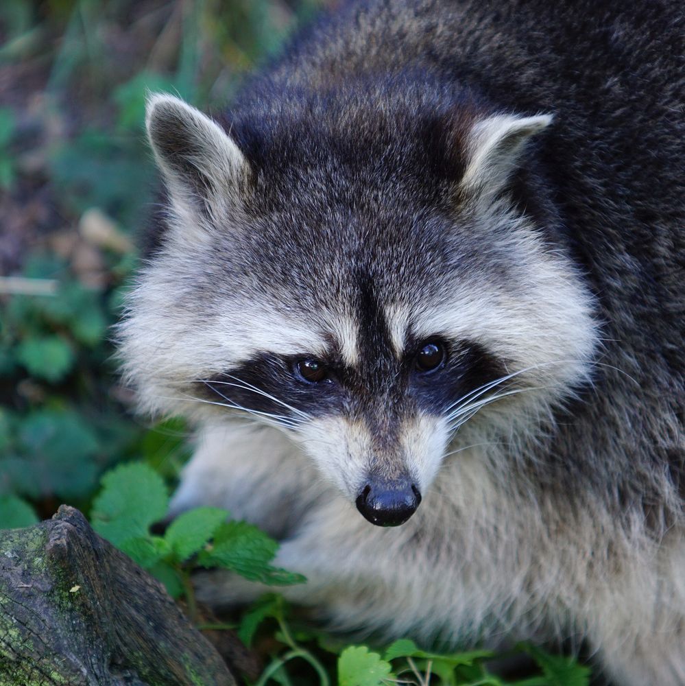 Waschbär Foto & Bild | deutschland, europe, nordrhein- westfalen Bilder ...