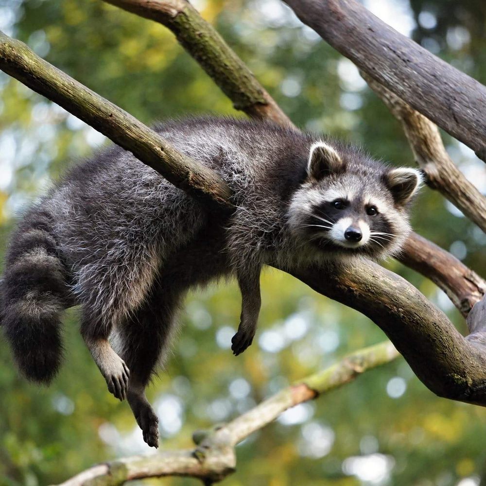 Waschbär Foto & Bild | baum, natur, tiere Bilder auf fotocommunity