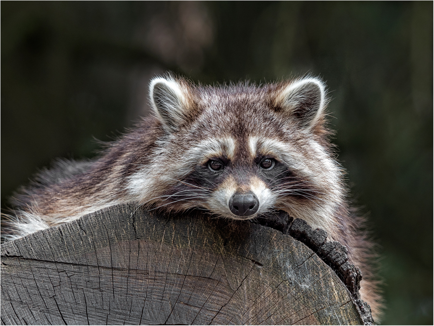 Waschbär Foto & Bild | raubtiere Bilder auf fotocommunity