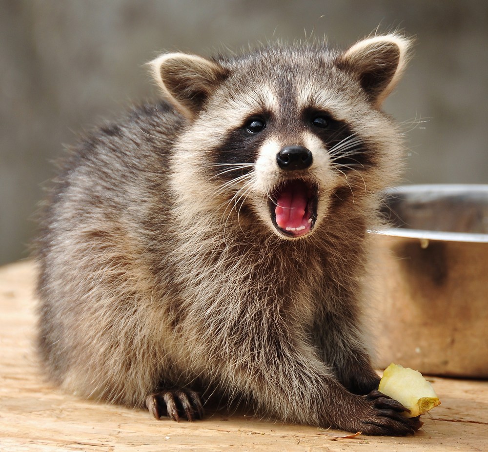 waschbär Foto & Bild | tiere, tierkinder, urlaub Bilder auf fotocommunity