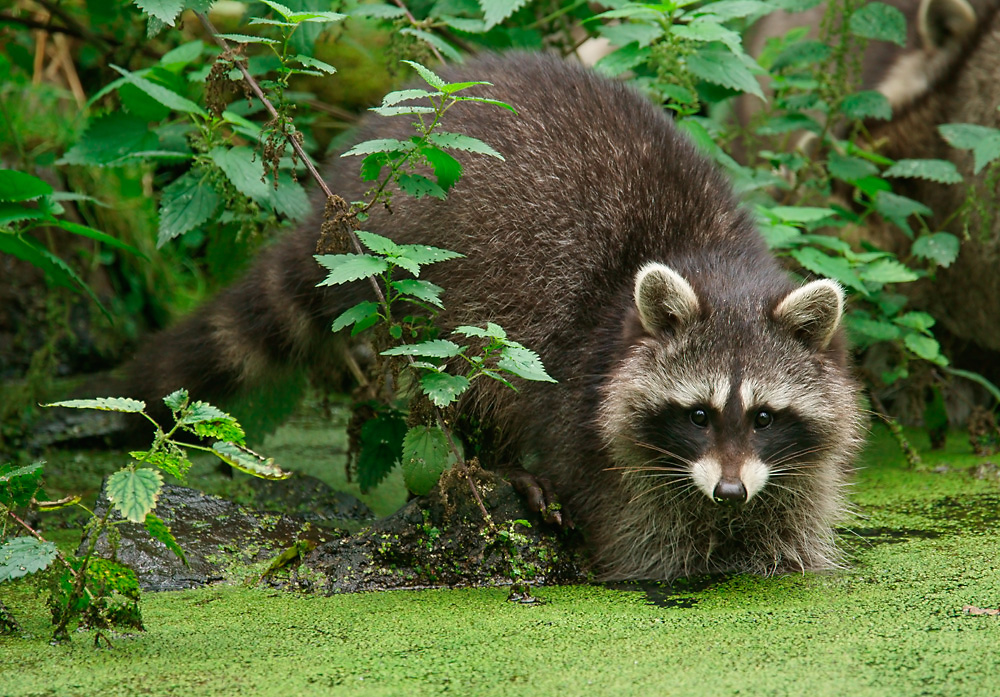 Waschbär Foto & Bild | natur, tiere, raubtiere Bilder auf fotocommunity