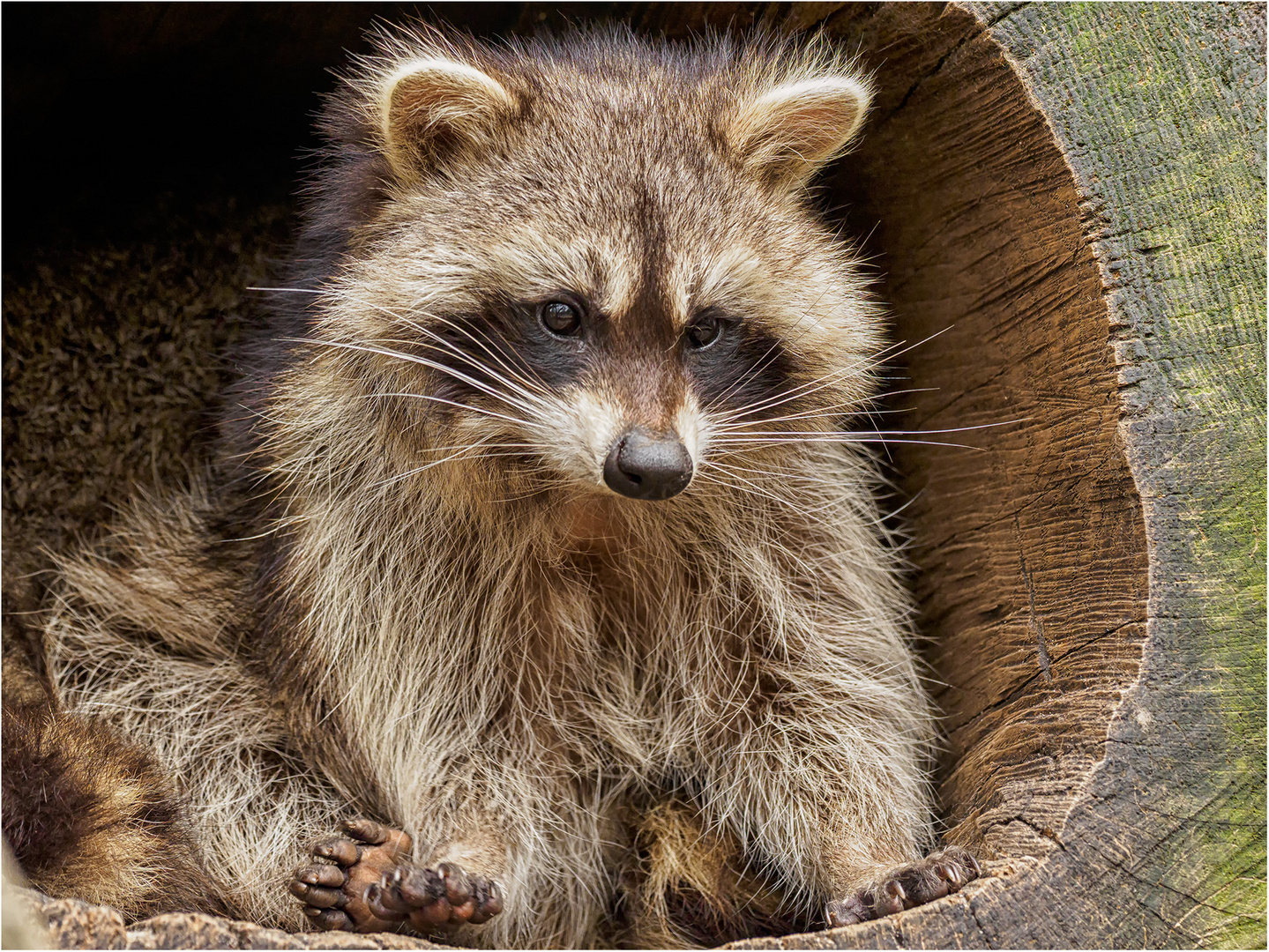 Waschbär Foto & Bild | nature, natur, süß Bilder auf fotocommunity