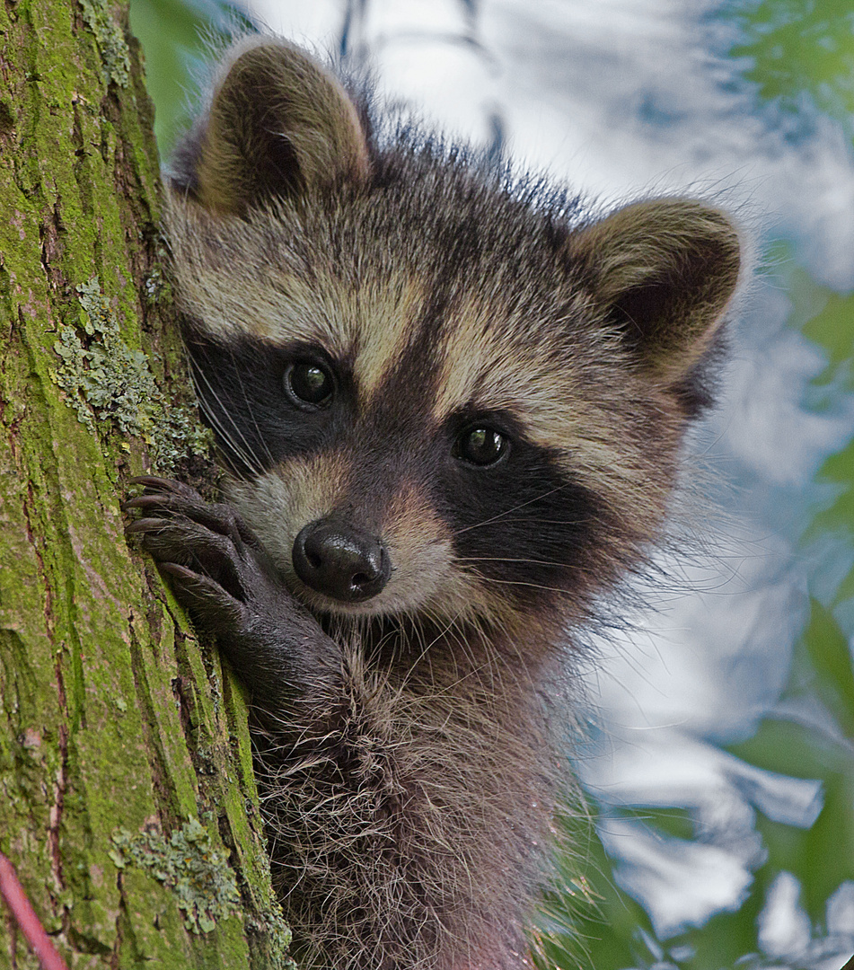 Waschbär in walsum Foto & Bild | natur, tiere, wildlife Bilder auf fotocommunity