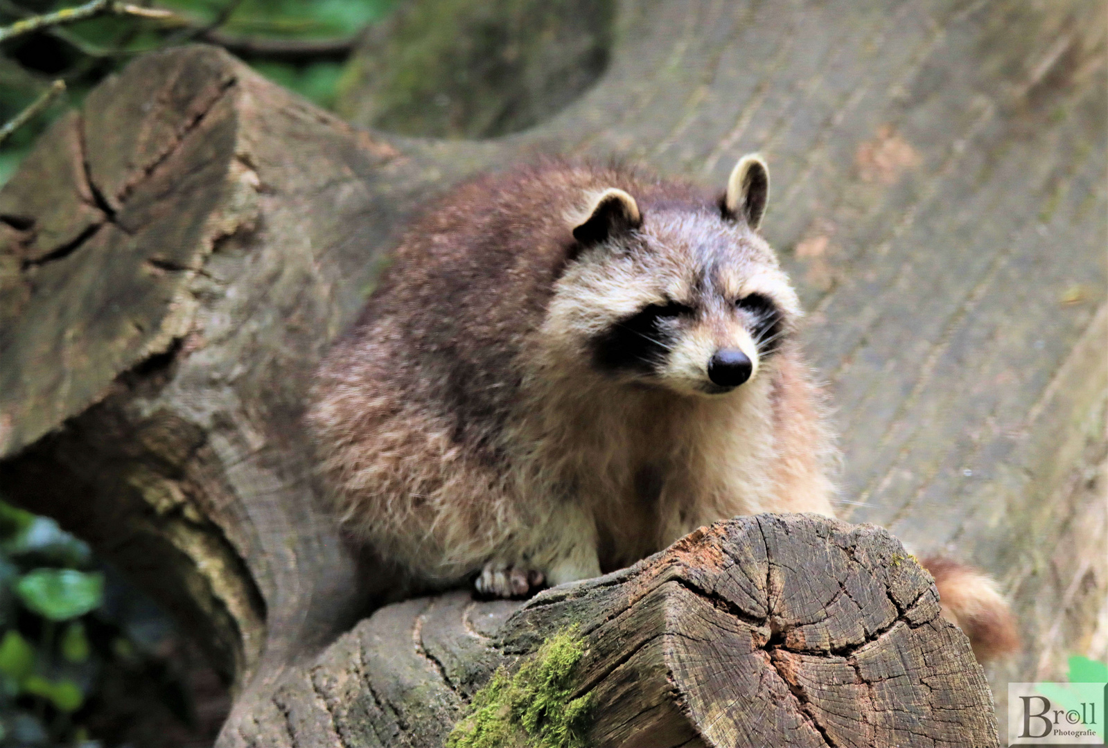 Waschbär (Procyon lotor) auf Ausschau Foto & Bild | landschaft, lebensräume, natur u. tieraufn ...