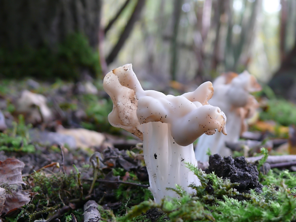 Was´n das für ein Geselle Foto & Bild | pflanzen, pilze & flechten ...