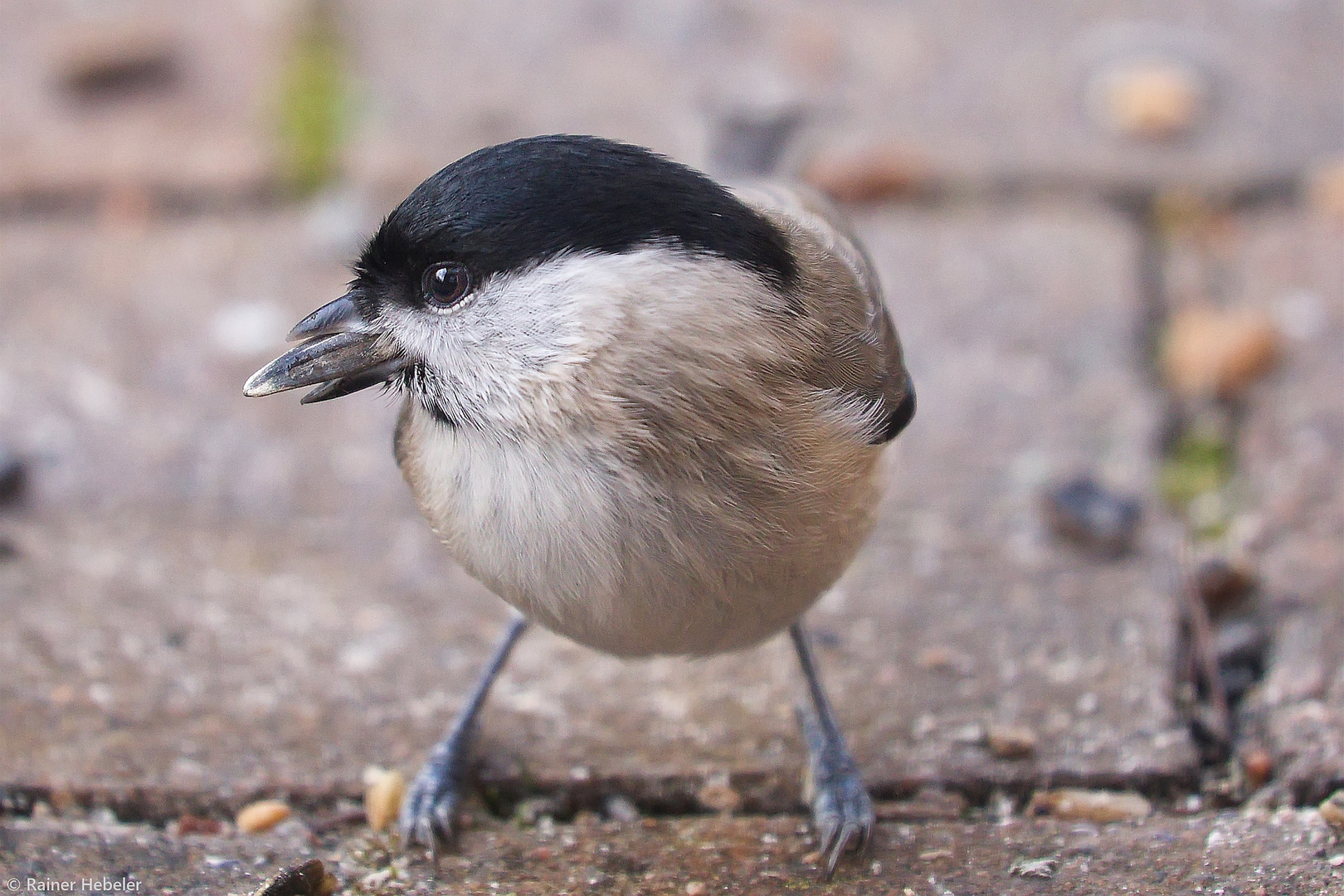 Was'n dicker Brocken ... Foto & Bild | winter, natur, vogel Bilder auf ...