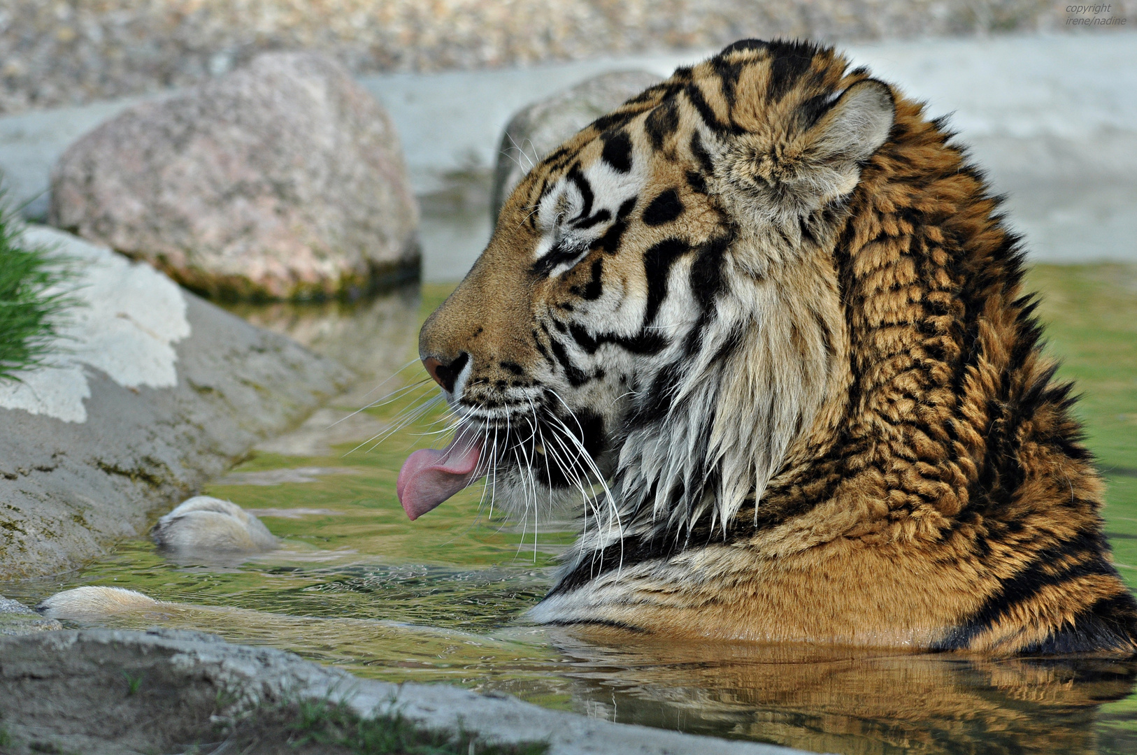 WASSER - TIGER Foto & Bild | tiere, zoo, wildpark & falknerei ...