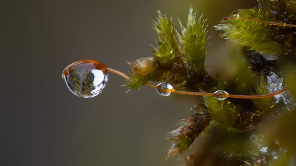 Wasser und Moos Foto & Bild | pflanzen, pilze & flechten, natur-makros ...