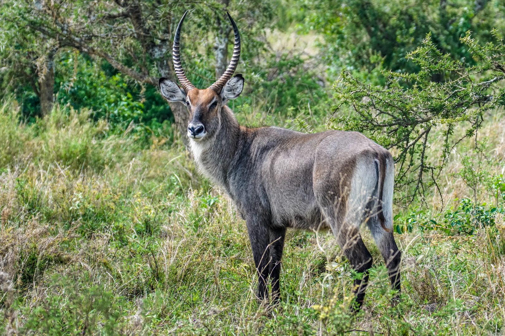 Wasserbock Foto & Bild | africa, eastern africa, tanzania Bilder auf ...