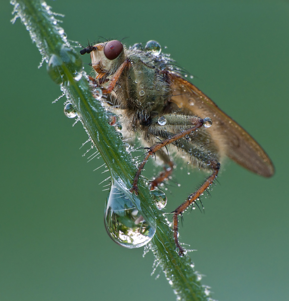Wasserfliege Foto & Bild | tiere, wildlife, insekten Bilder auf ...