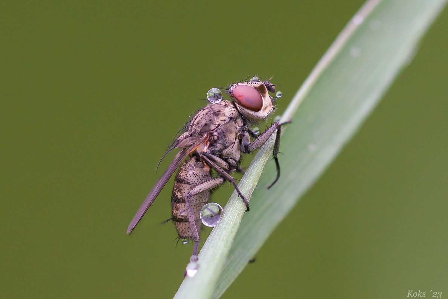 Wasserfliege Foto & Bild | tiere, wildlife, insekten Bilder auf ...