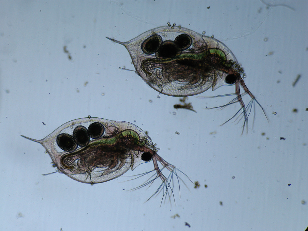 Wasserflöhe Foto & Bild | nah- & makro, techniken, aufnahme-techniken Bilder auf fotocommunity