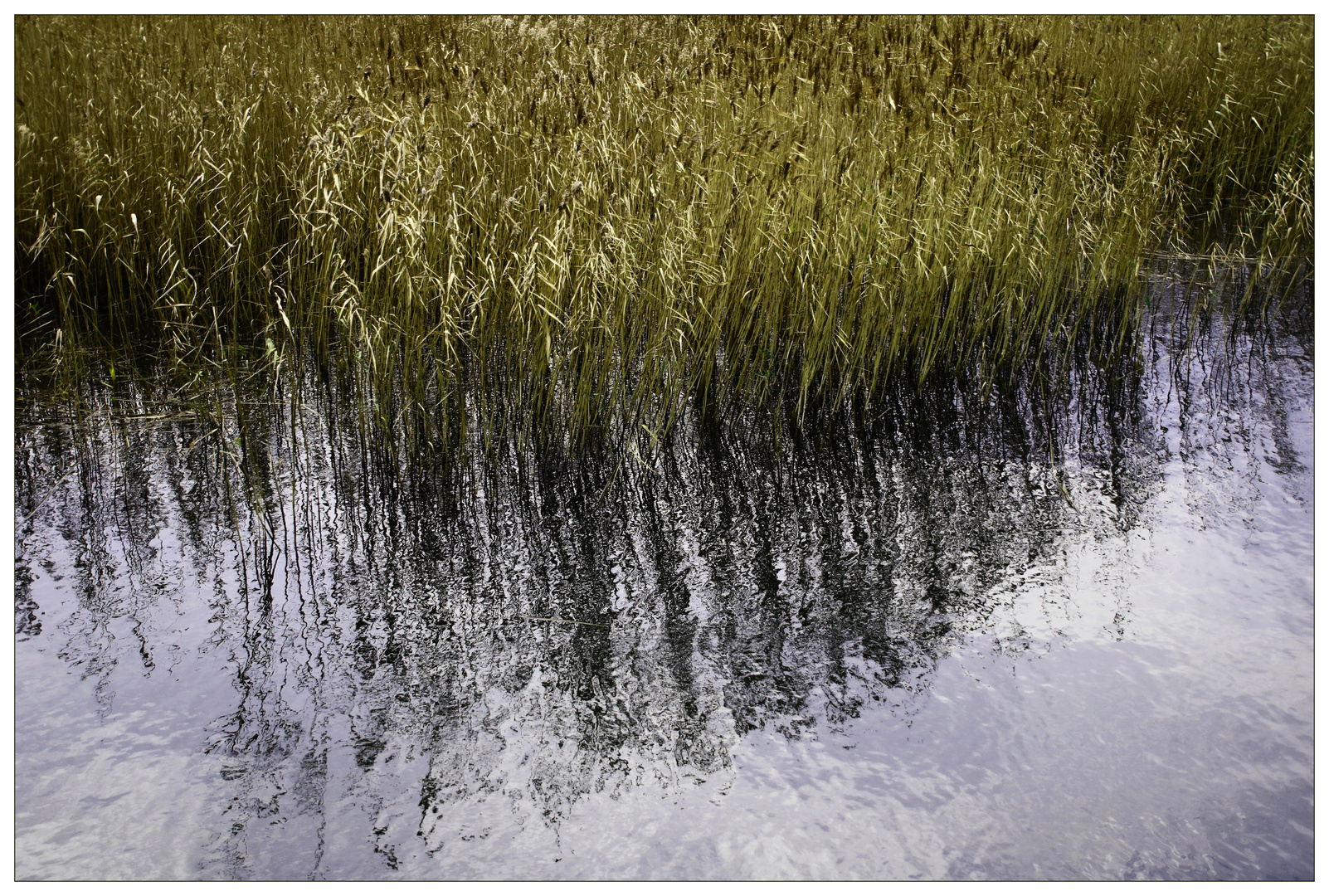 WasserGras Foto & Bild | spezial, dokumentation, outdoor Bilder auf ...