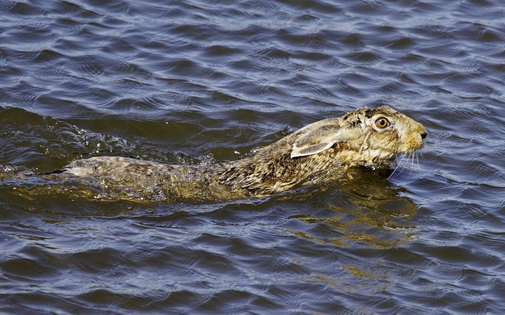 Wasserhase. Foto & Bild | tiere, wildlife, säugetiere Bilder auf ...