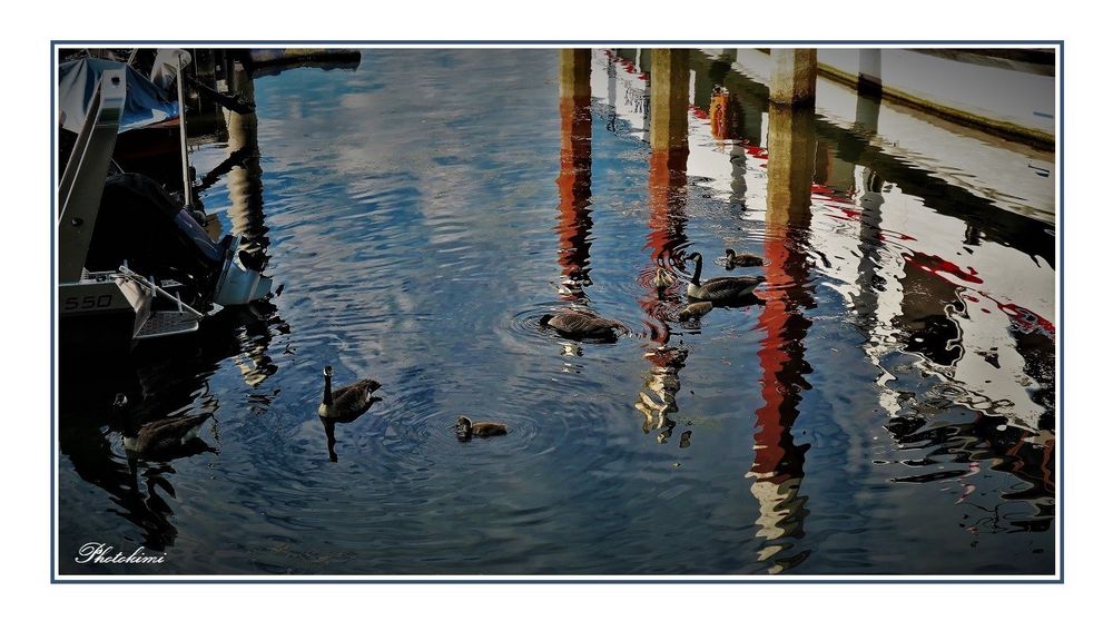 Wasserlandschaft mit Kanadagänsen (II) Foto & Bild | tiere, wildlife ...
