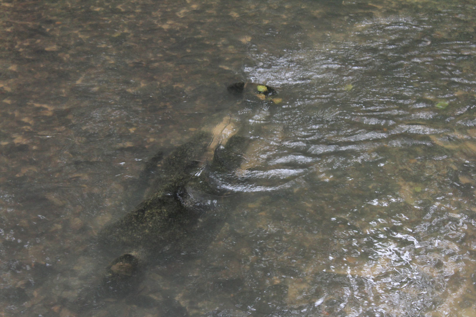 Wasserleiche Foto & Bild | natur, landschaft, abstraktes Bilder auf ...