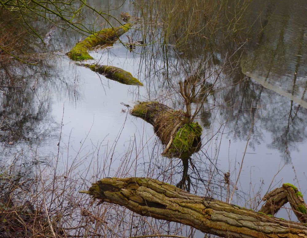 Wasserleiche Foto & Bild | pflanzen, pilze & flechten, bäume ...