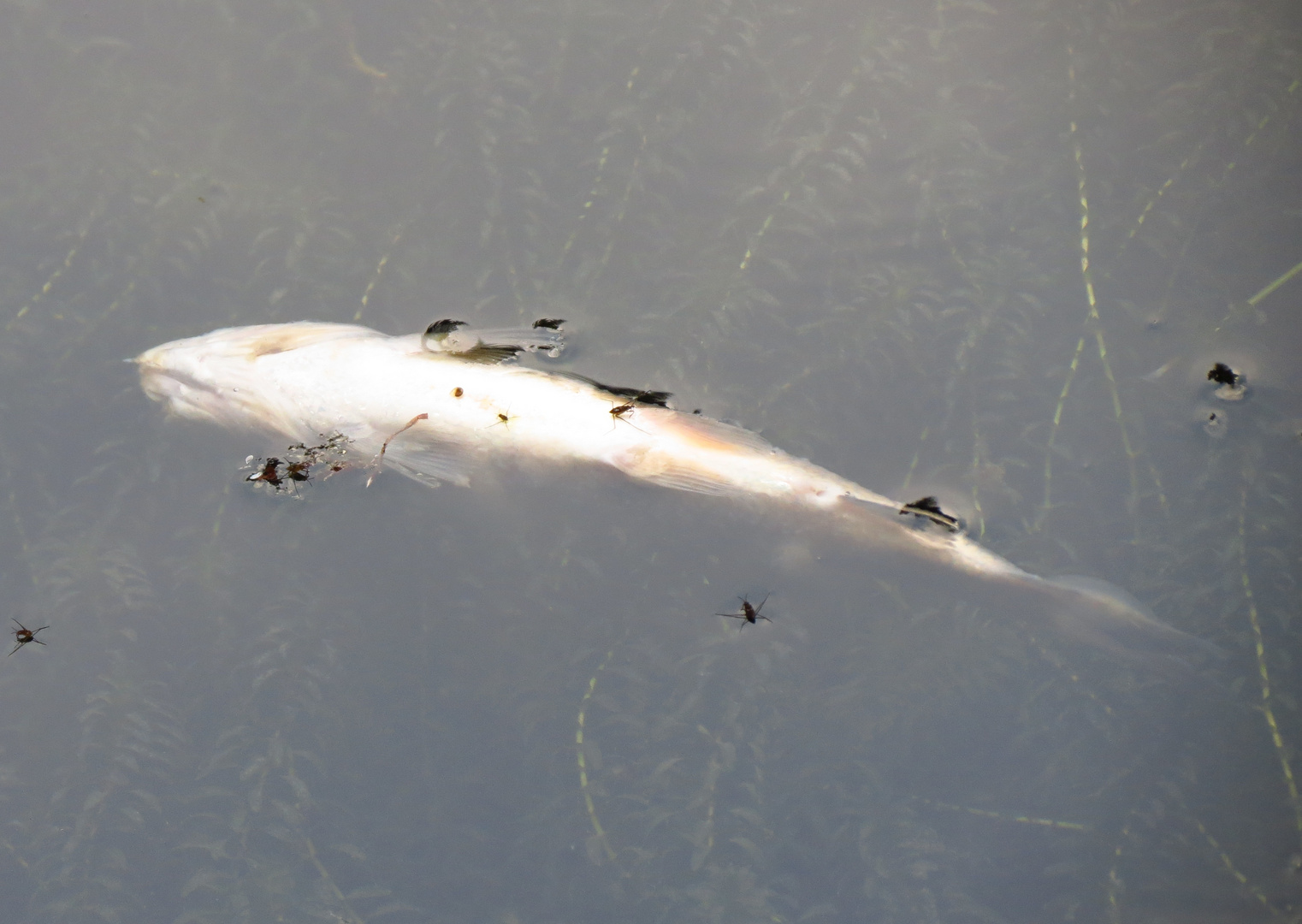 Wasserleiche Foto & Bild | tiere, wildlife, fische Bilder auf fotocommunity