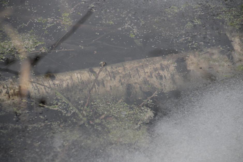 Wasserleiche Foto & Bild | natur-kreativ, natur pur!, wasser Bilder auf ...