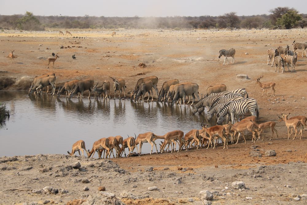 Wasserloch in der Etosha Foto & Bild | world, natur, landschaft Bilder auf fotocommunity