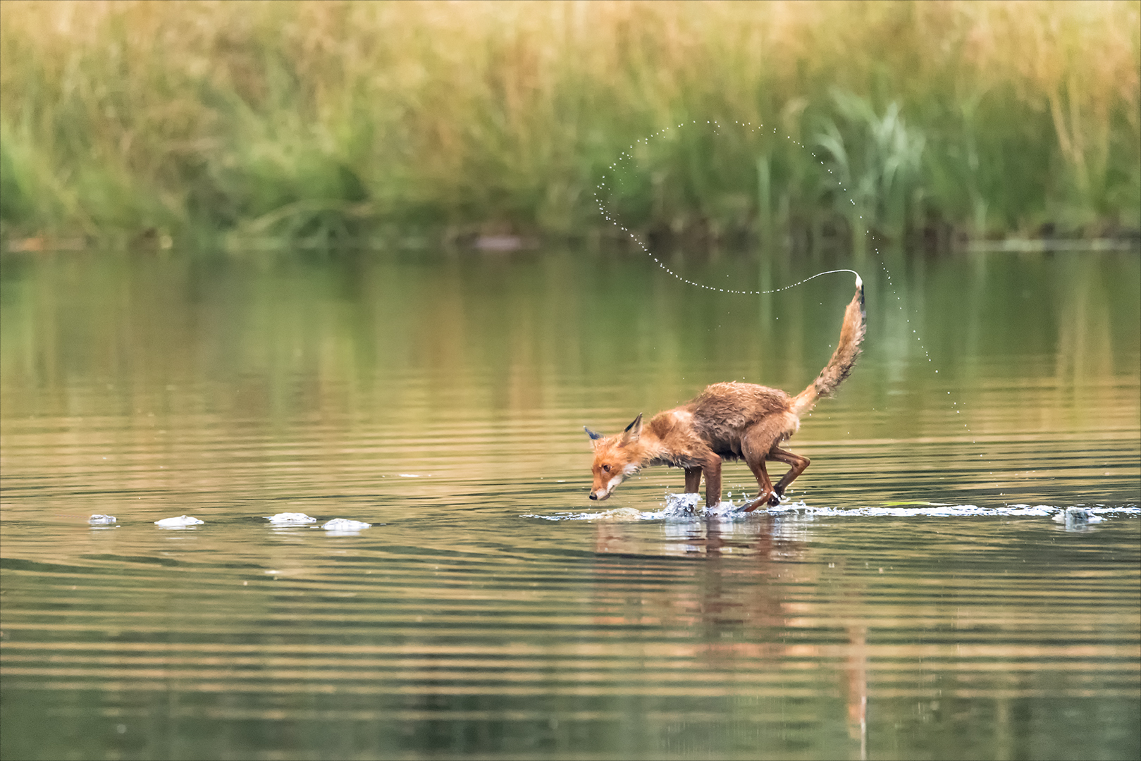 Wasserspiele! Foto & Bild | tiere, natur, fuchs Bilder auf fotocommunity