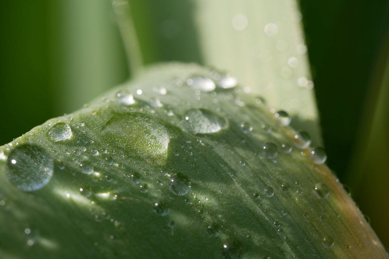 Wassertropfen 2 Foto & Bild | natur Bilder auf fotocommunity
