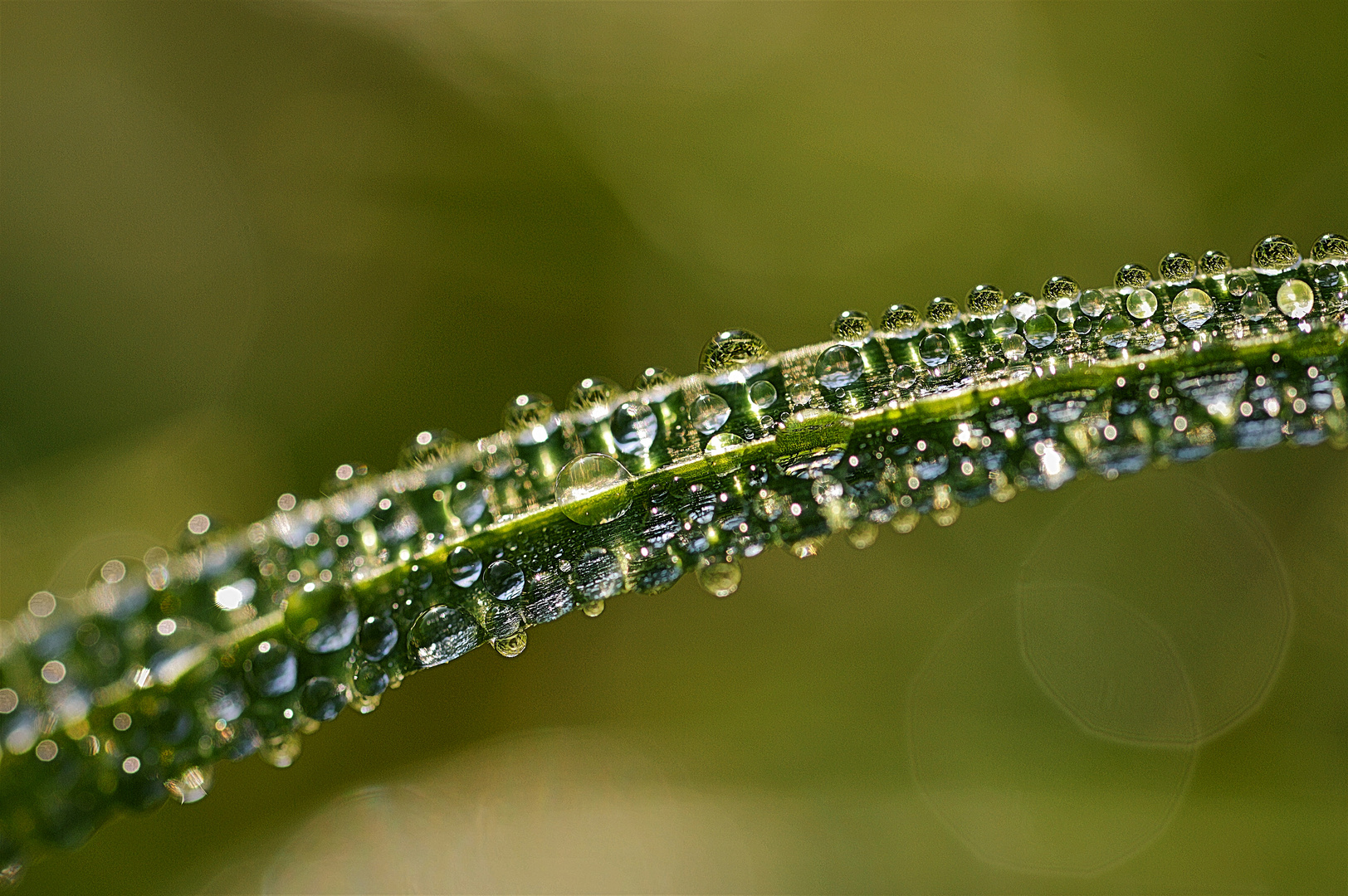 Wassertropfen Foto & Bild | makro, natur Bilder auf fotocommunity