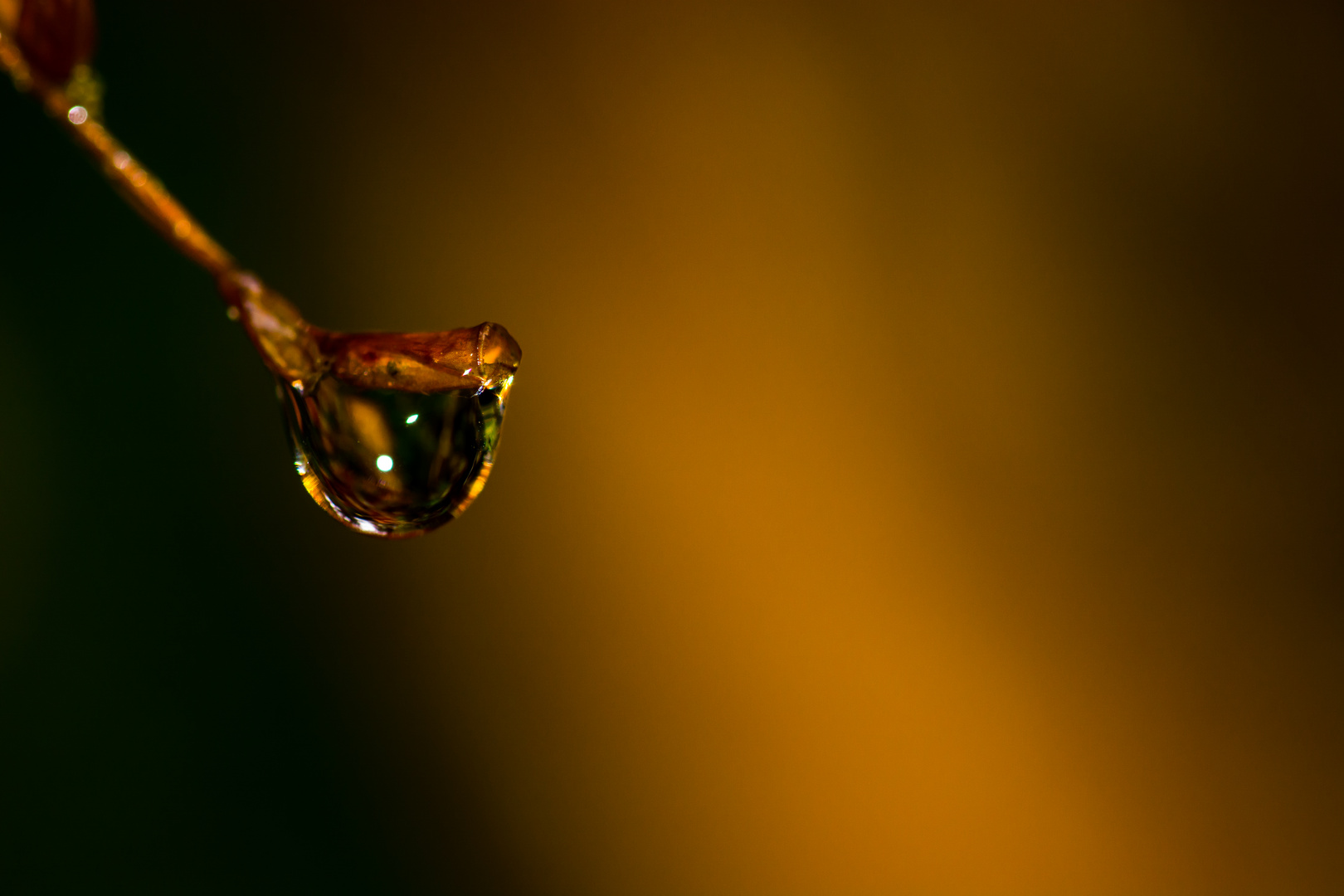 Wassertropfen Foto & Bild | natur-makros, natur-kreativ ...