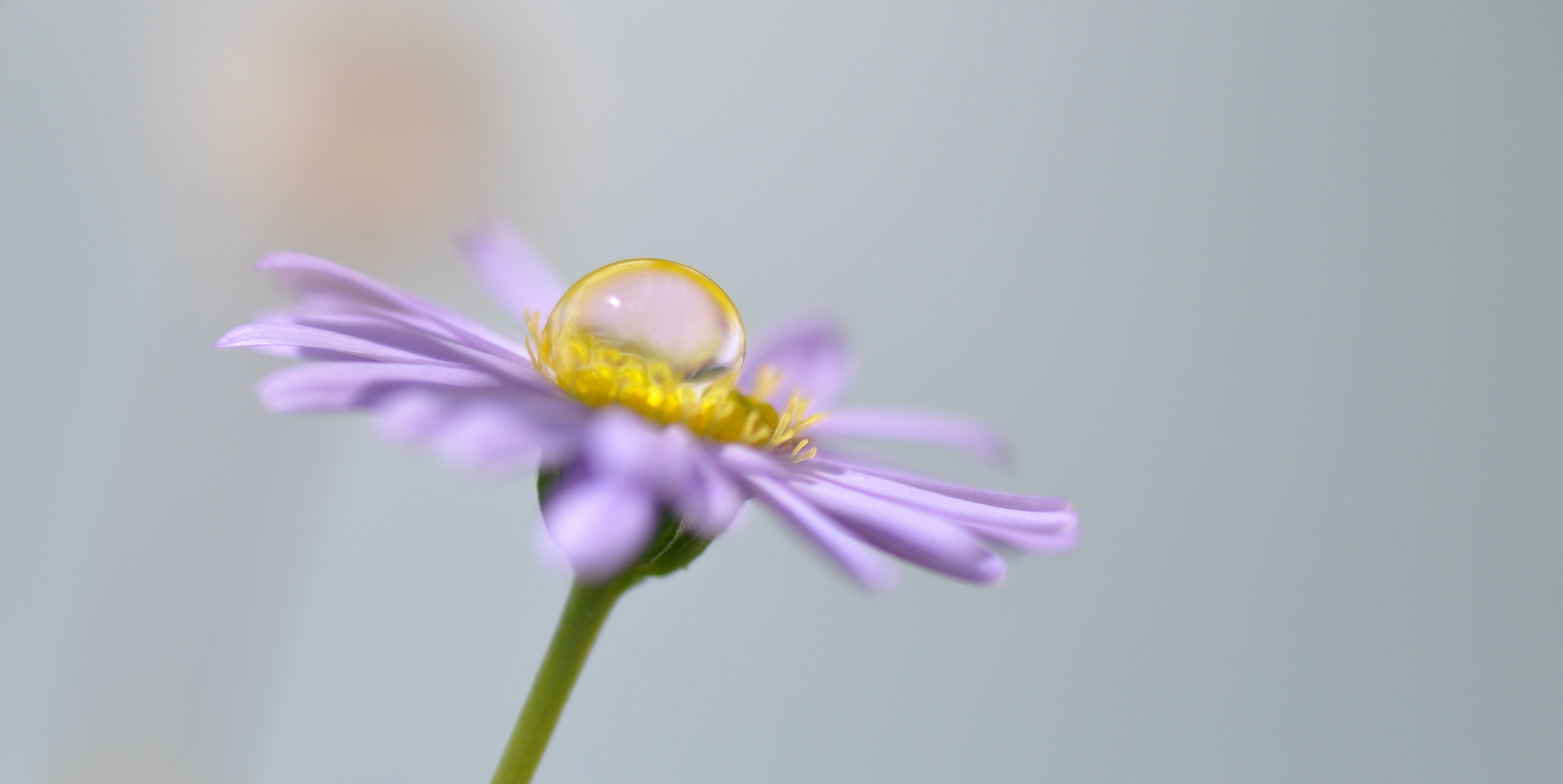 Wassertropfen auf kleiner lila Blume Foto & Bild | natur-kreativ, lila ...