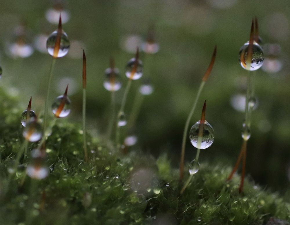 Wassertropfen auf Moos Foto & Bild | fotos, wasser, makro Bilder auf ...
