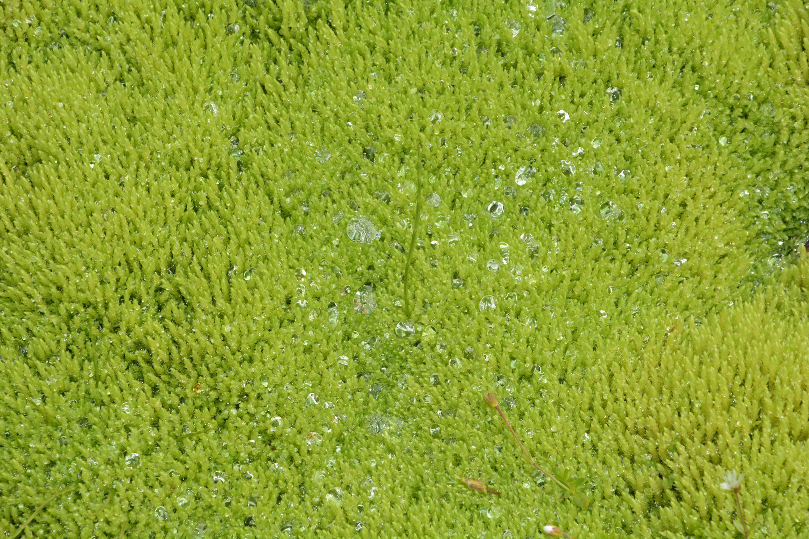 Wassertropfen moosen sich Foto & Bild | pflanzen, pilze & flechten ...