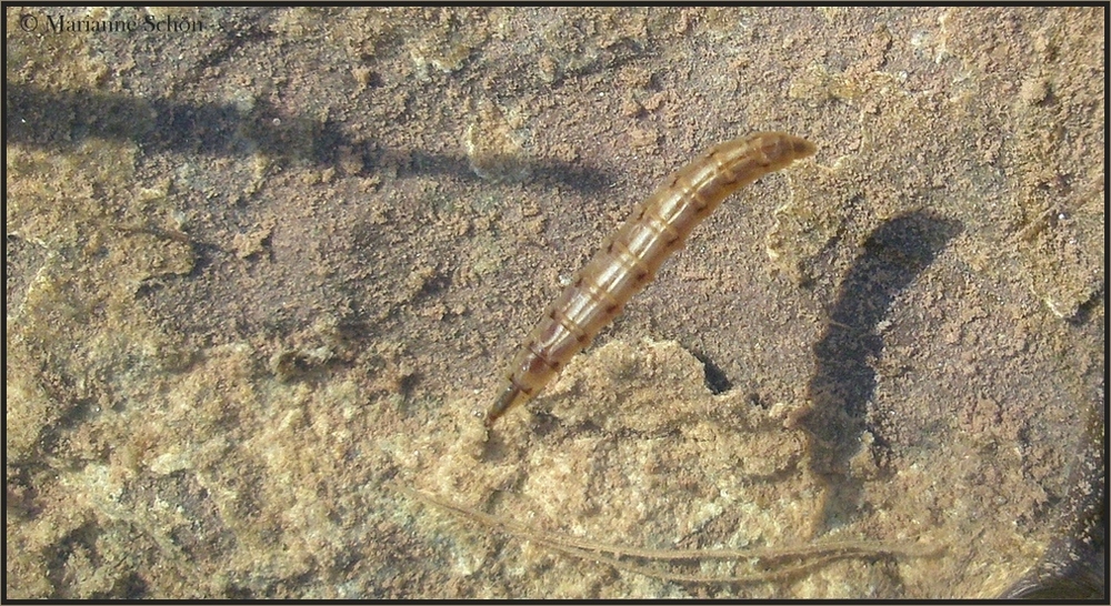 *Wasserwurm* Foto & Bild | fliege-schnake-mücke Bilder auf fotocommunity