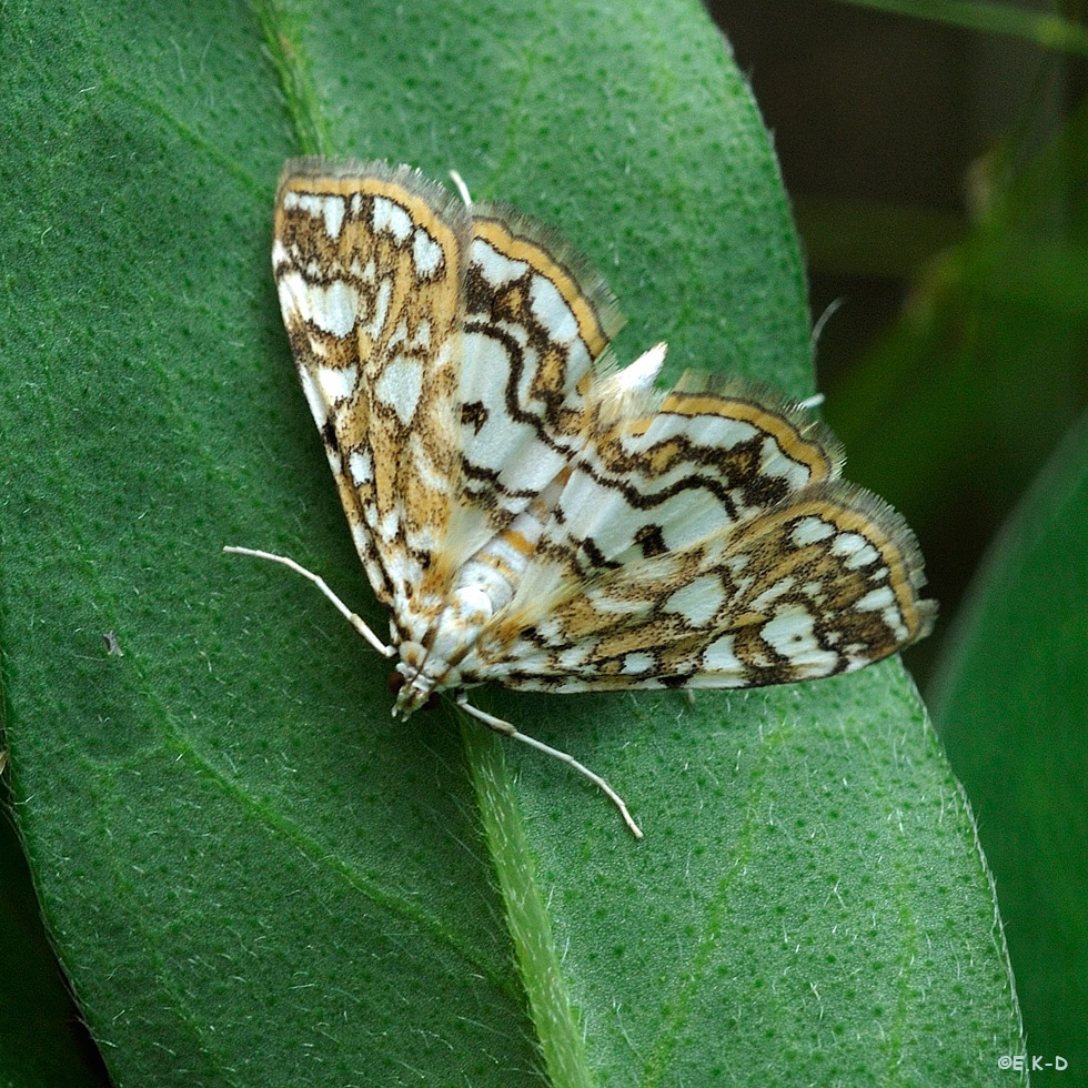 Wasserzünsler (Nymphula nitidulata) Foto & Bild | tiere, wildlife ...
