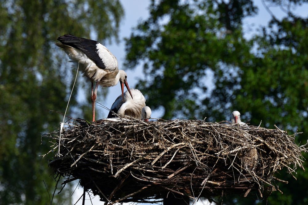 wat mut dat mut Foto & Bild | tiere, wildlife, wild lebende vögel ...