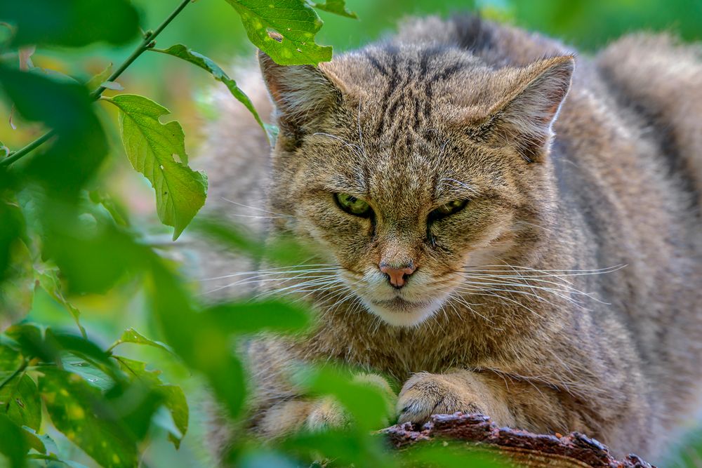 "Wat willste?" Foto & Bild | spezial, natur, katze Bilder auf fotocommunity
