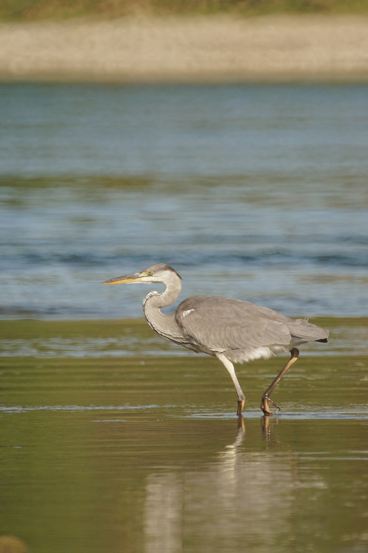 Waten im Rhein Foto & Bild | oktober, herbst, rhein Bilder auf ...