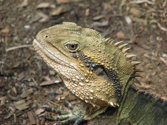 Mandak - Fotos & Bilder - Fotograf | fotocommunity